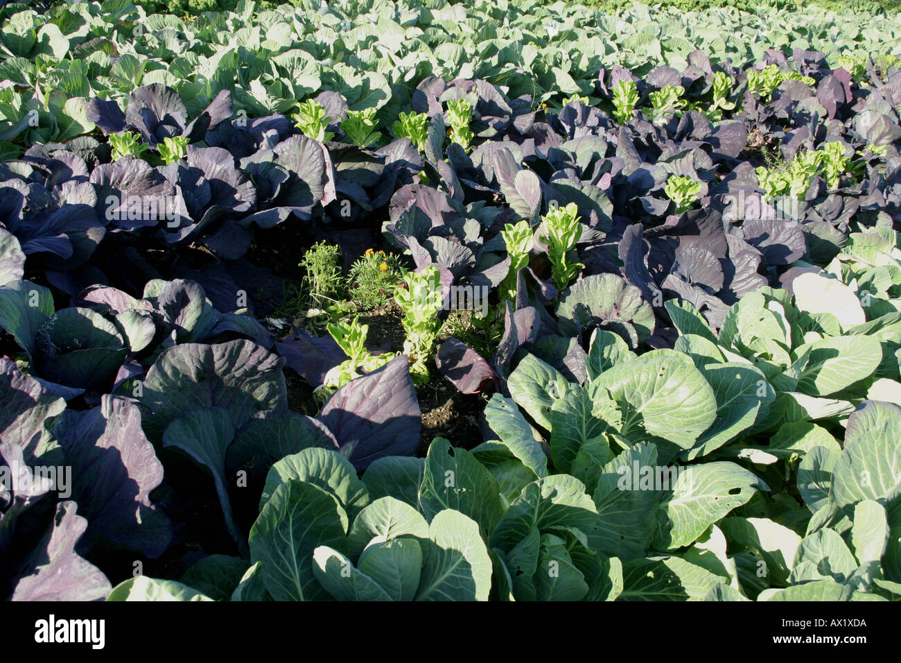 Red cabbage fields hi-res stock photography and images - Alamy