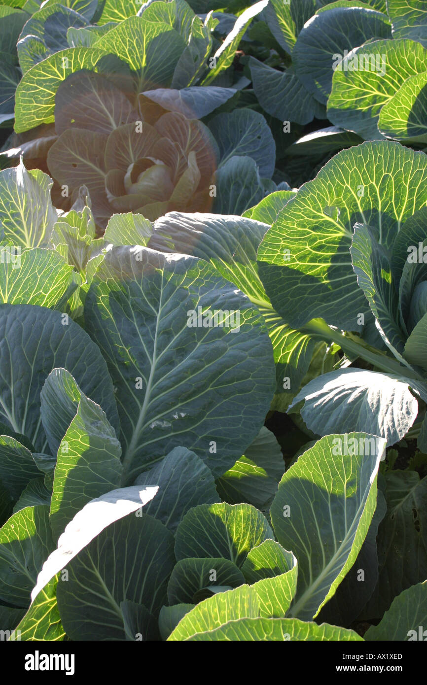 The cabbage patch hi-res stock photography and images - Alamy