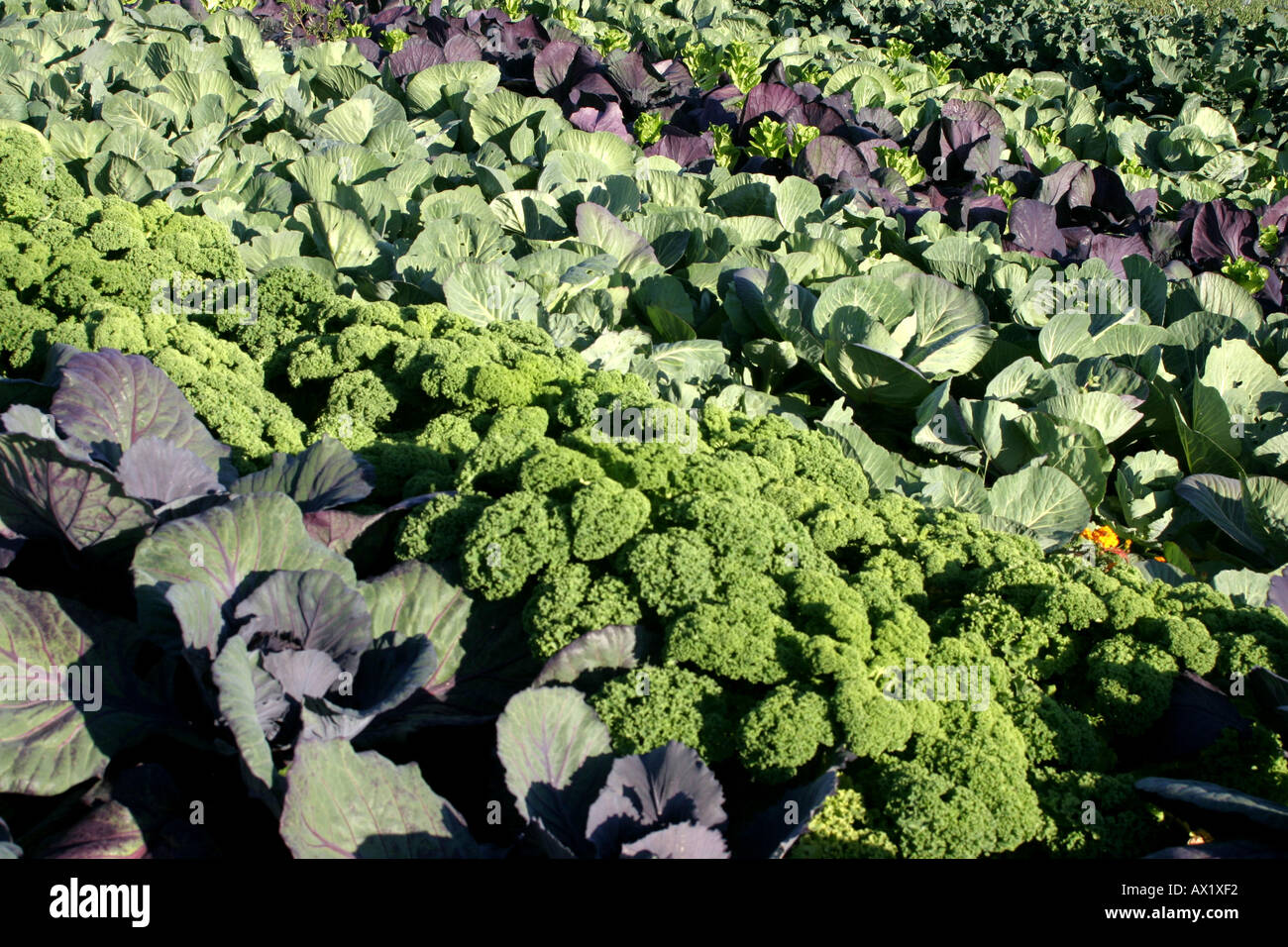 Field of cabbage Stock Photo - Alamy