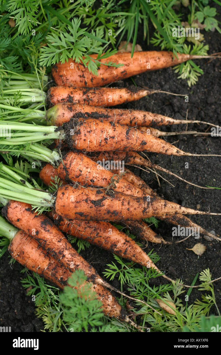 Bunch fresh carrot soil hi-res stock photography and images - Alamy