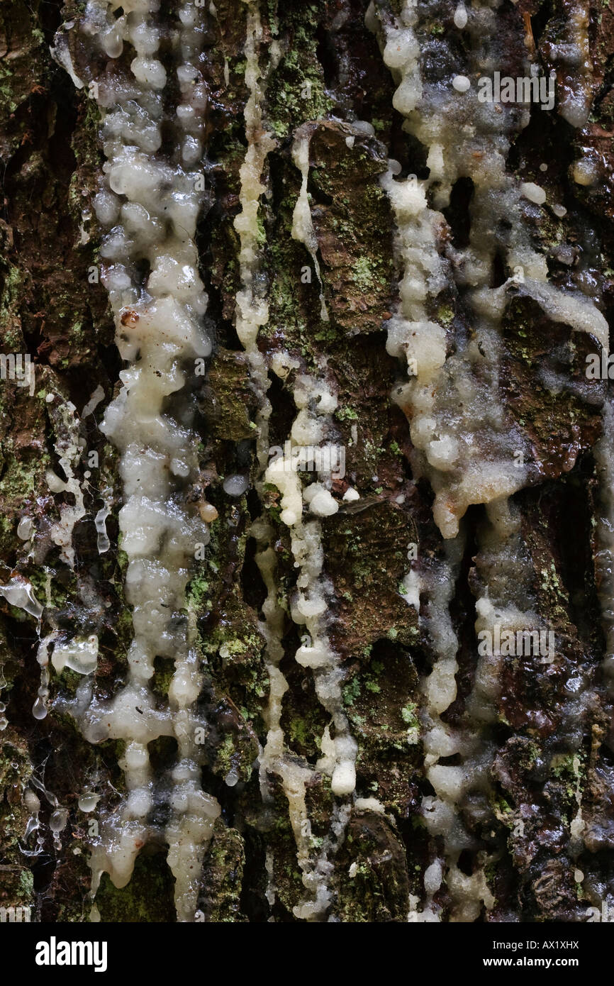 Resin on a tree trunk, Nationalpark Bayrischer Wald (Bavarian Forest ... Resin on a tree trunk, Nationalpark Bayrischer Wald (Bavarian Forest ...