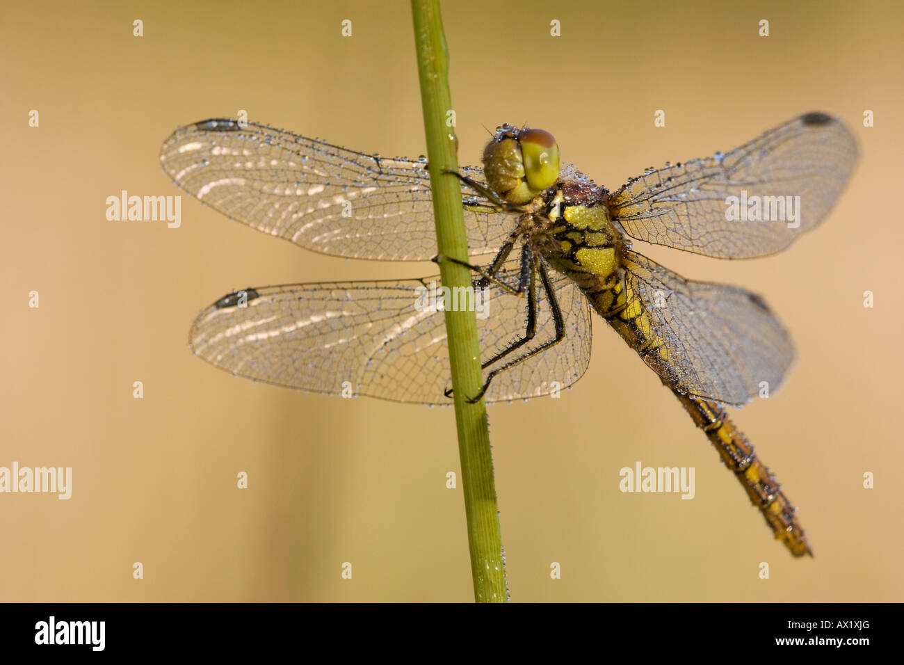 Vagrant Darter dragonfly (Sympetrum vulgatum), Donauauen, Ingolstadt ...