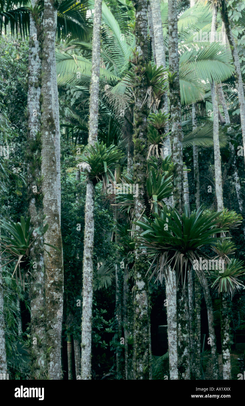Palm Trees with Bromeliads Toro Negro State Forest Puerto Rico USA ...