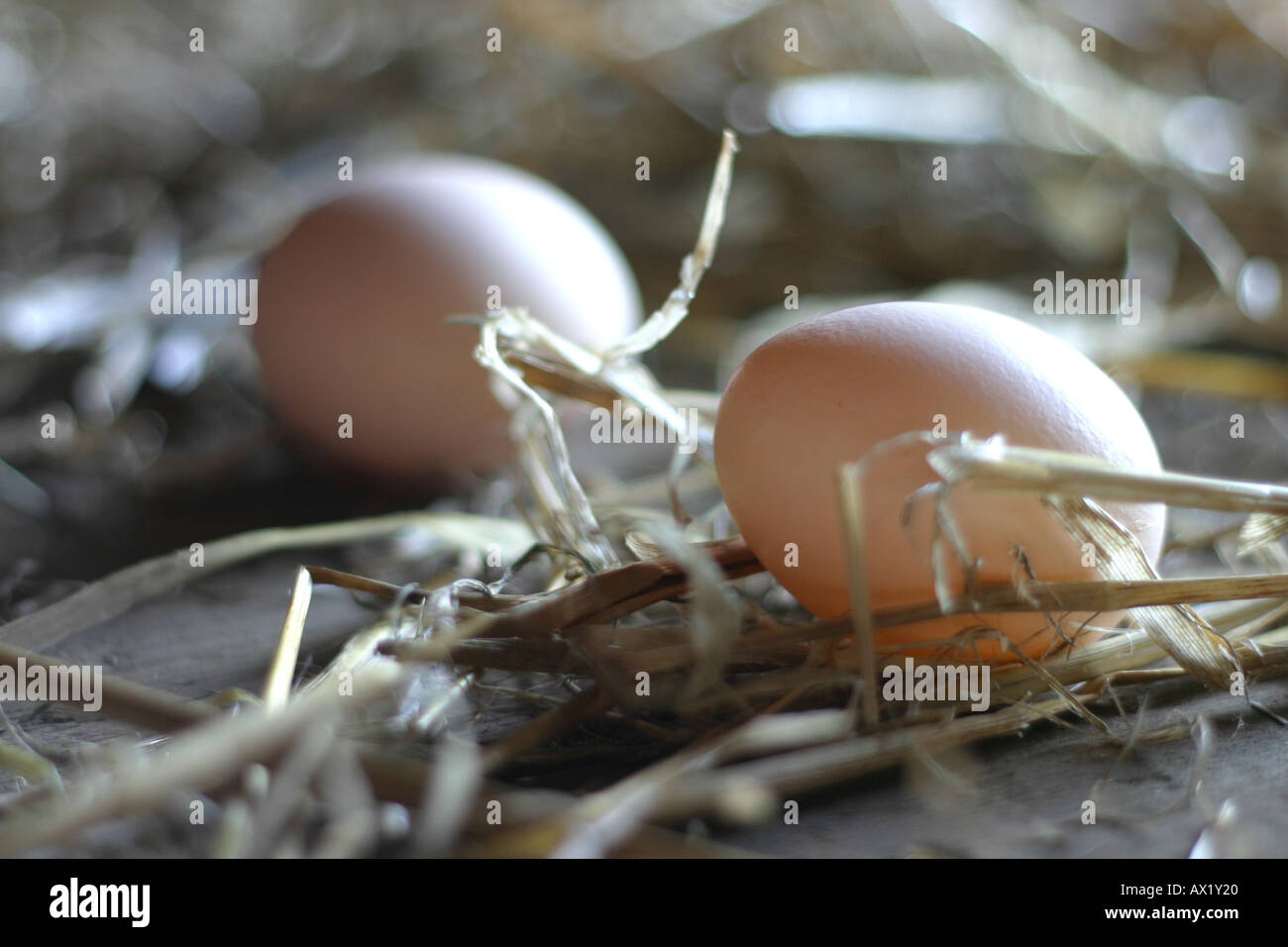 Fresh hatch hi-res stock photography and images - Alamy
