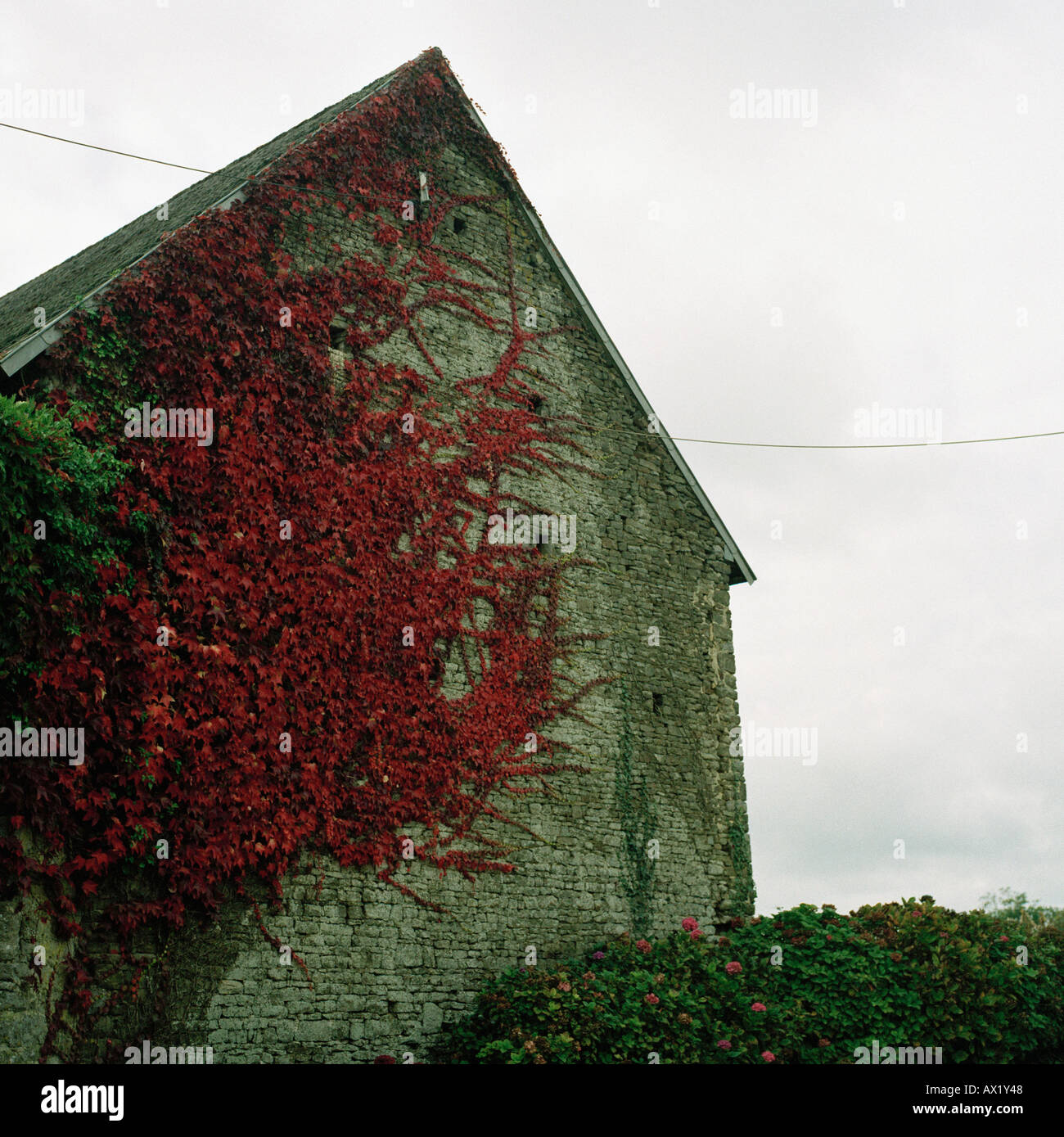 A farmhouse covered with vines Stock Photo - Alamy