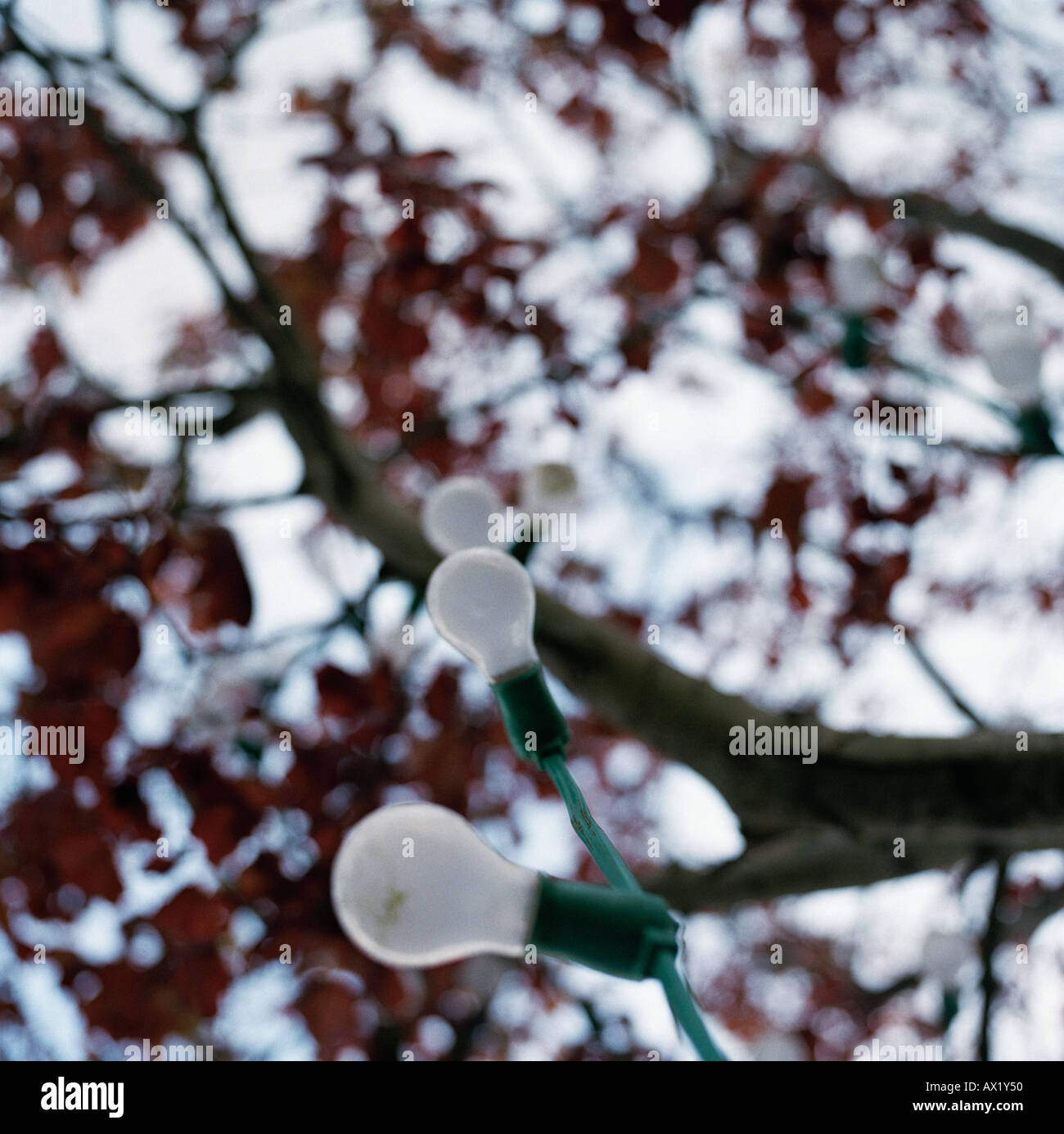 A string of light bulbs hanging from a tree Stock Photo - Alamy
