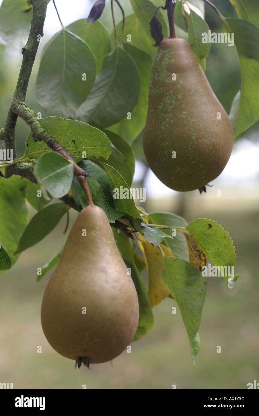 Pears in tree hi-res stock photography and images - Alamy