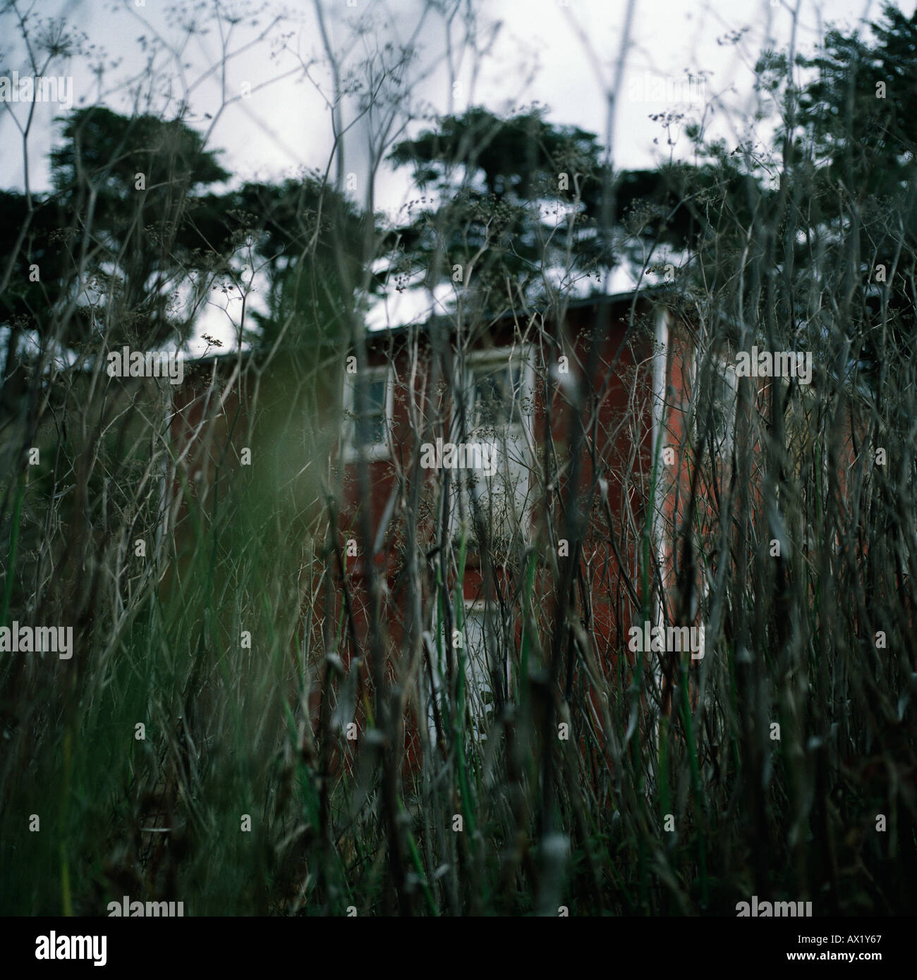 A house obscured by vegetation Stock Photo - Alamy