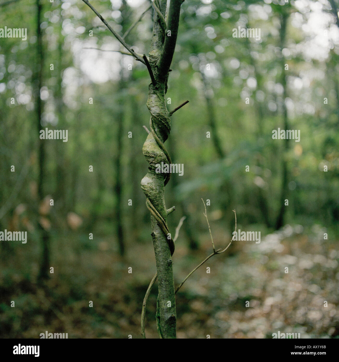 A twisted tree trunk Stock Photo - Alamy