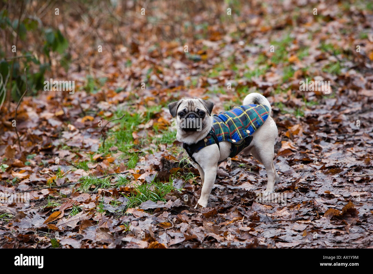 A young pug in the forest Stock Photo - Alamy