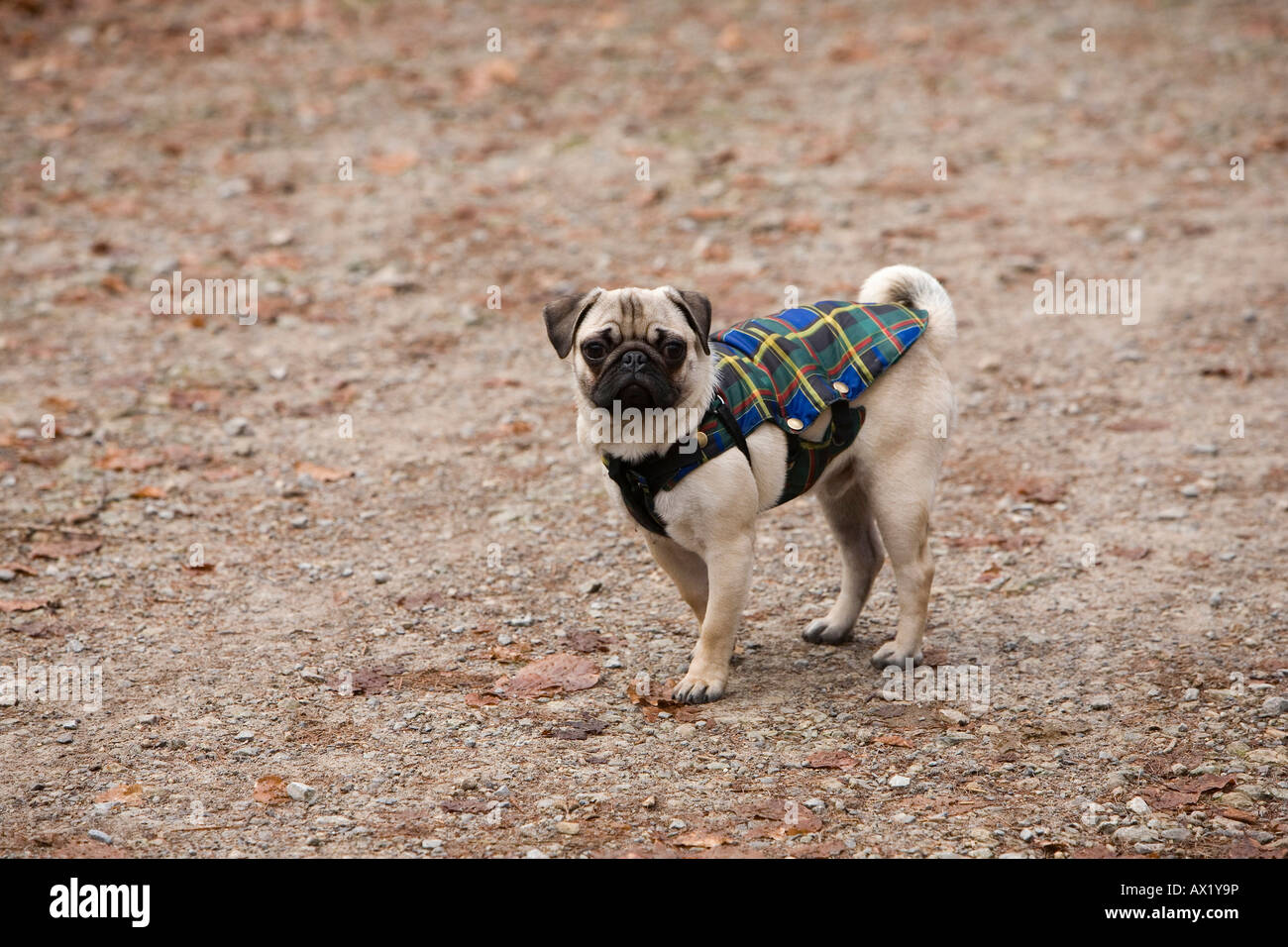 A young pug in the forest Stock Photo - Alamy