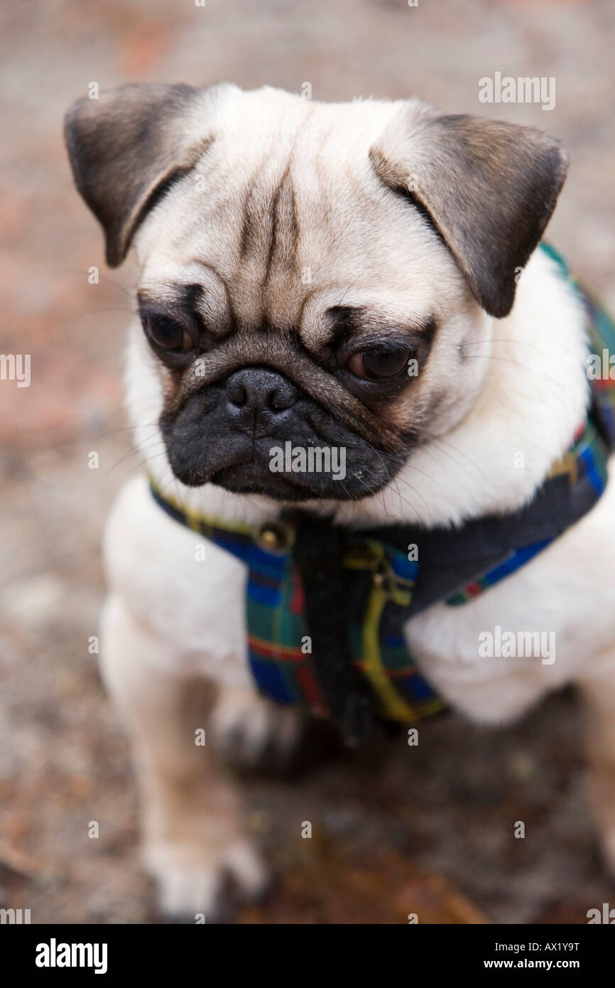 Portrait of a young pug Stock Photo - Alamy