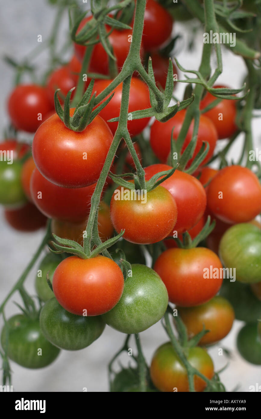 Vine ripened cherry tomatoes hi-res stock photography and images - Alamy