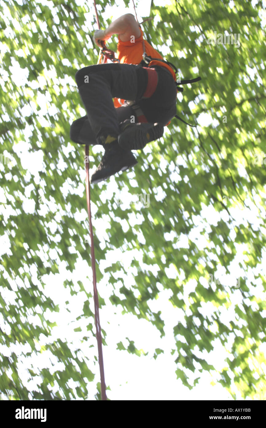 Tree surgeon at work Stock Photo - Alamy