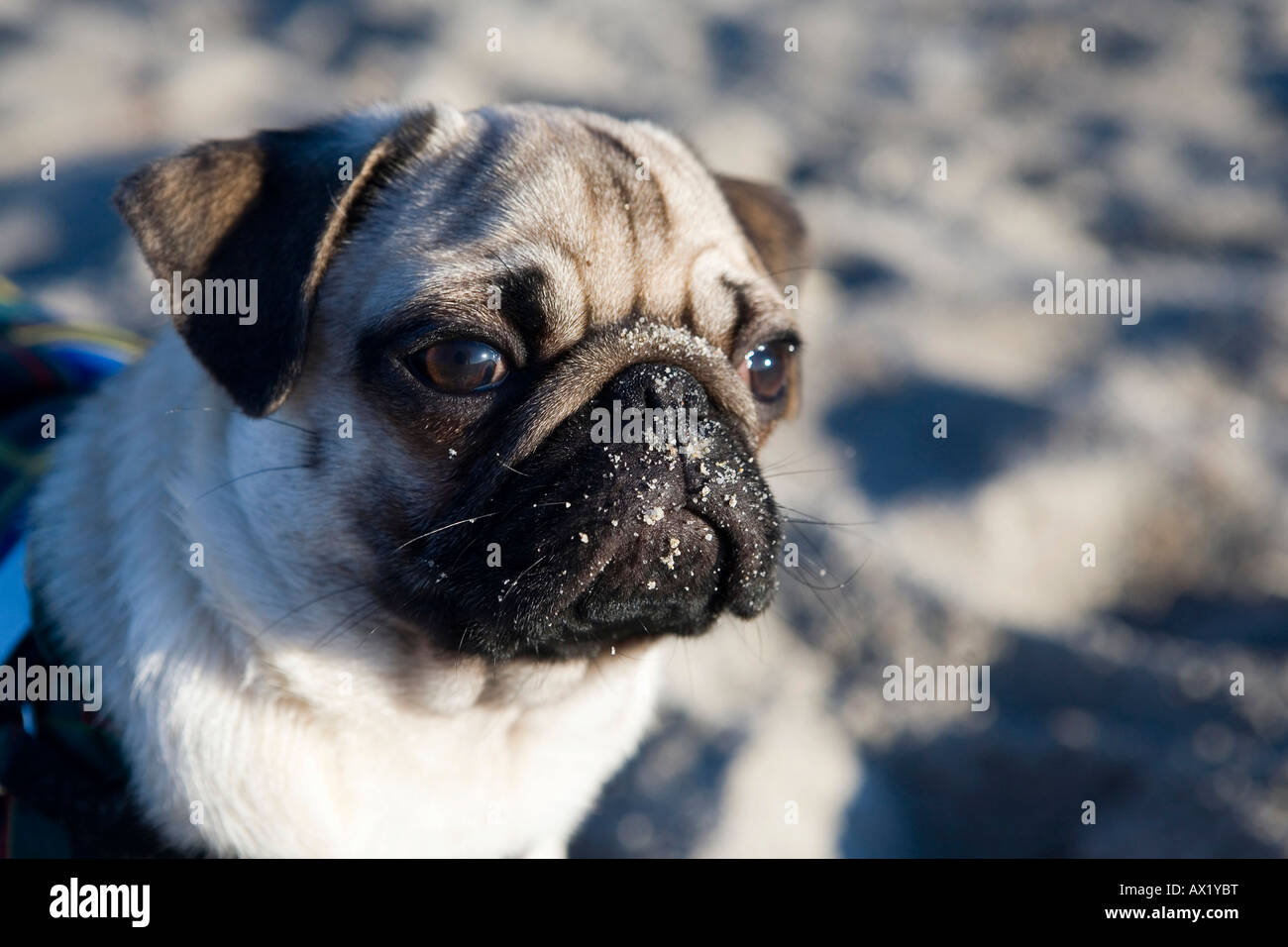 A young pug on the beach Stock Photo - Alamy