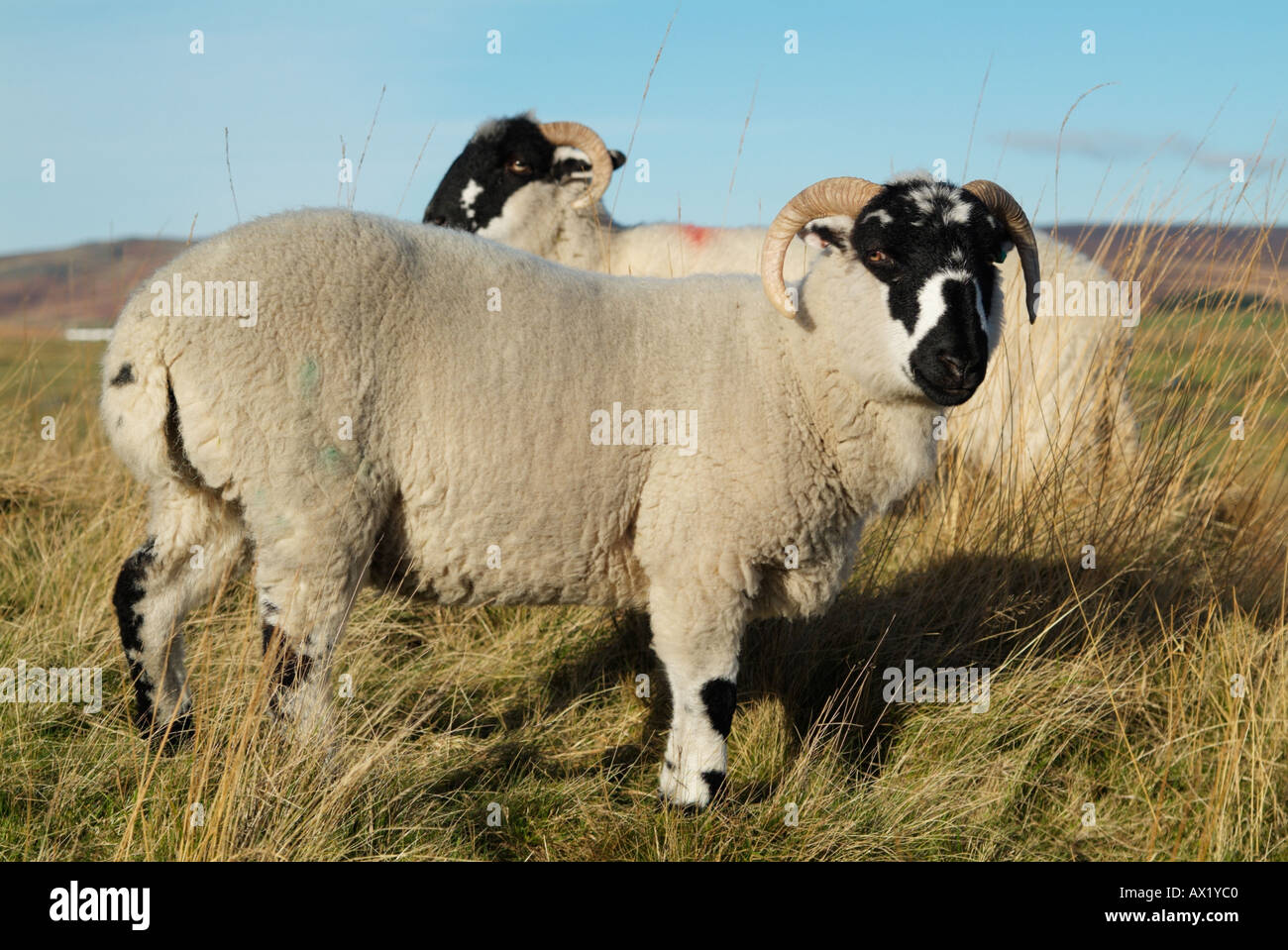 Sheep in the Yorkshire Dales Stock Photo - Alamy