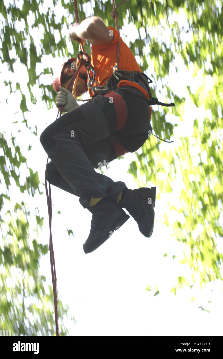 Tree surgeon at work Stock Photo - Alamy