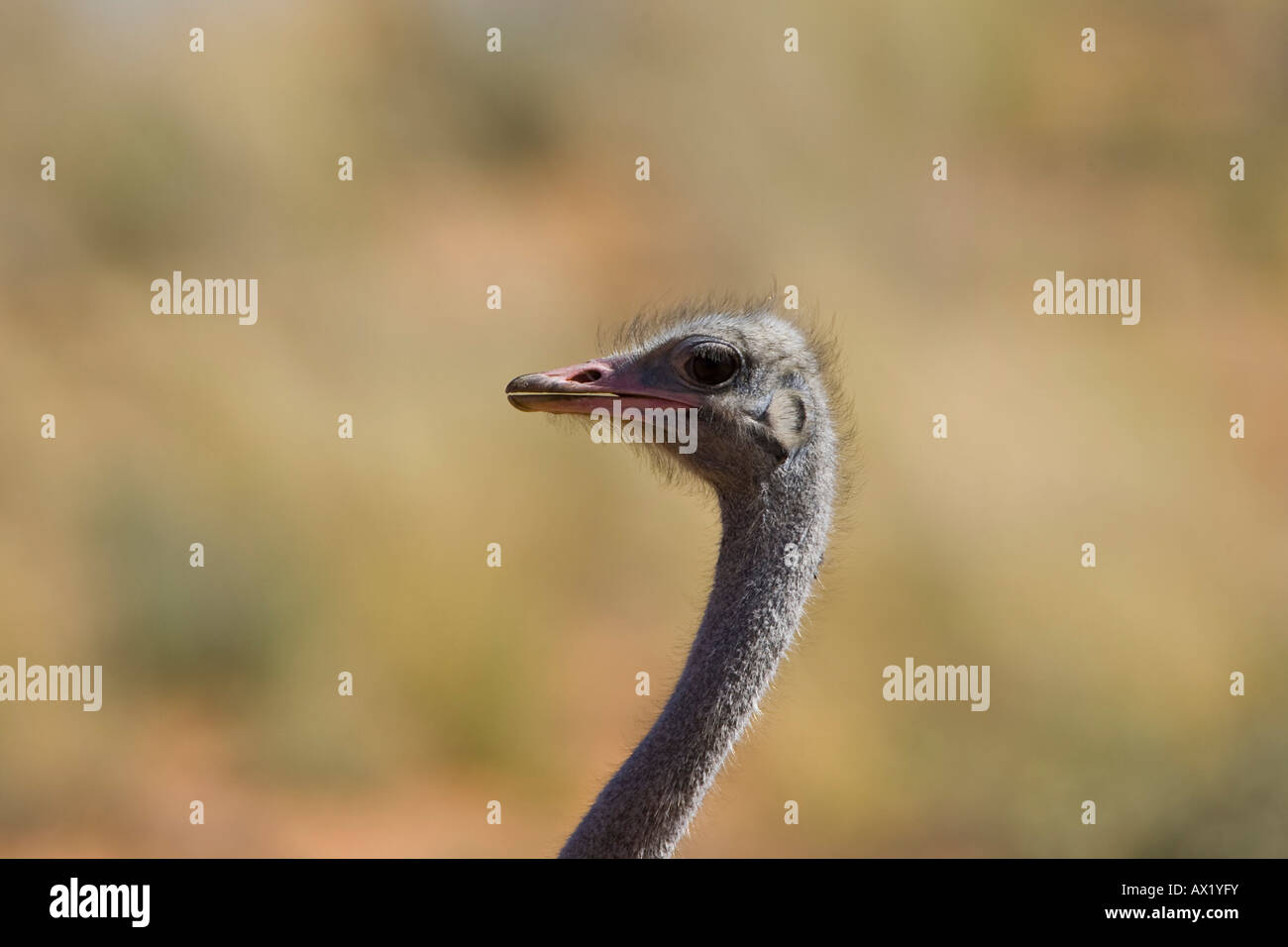 Ostrich (Struthio camelus Stock Photo - Alamy