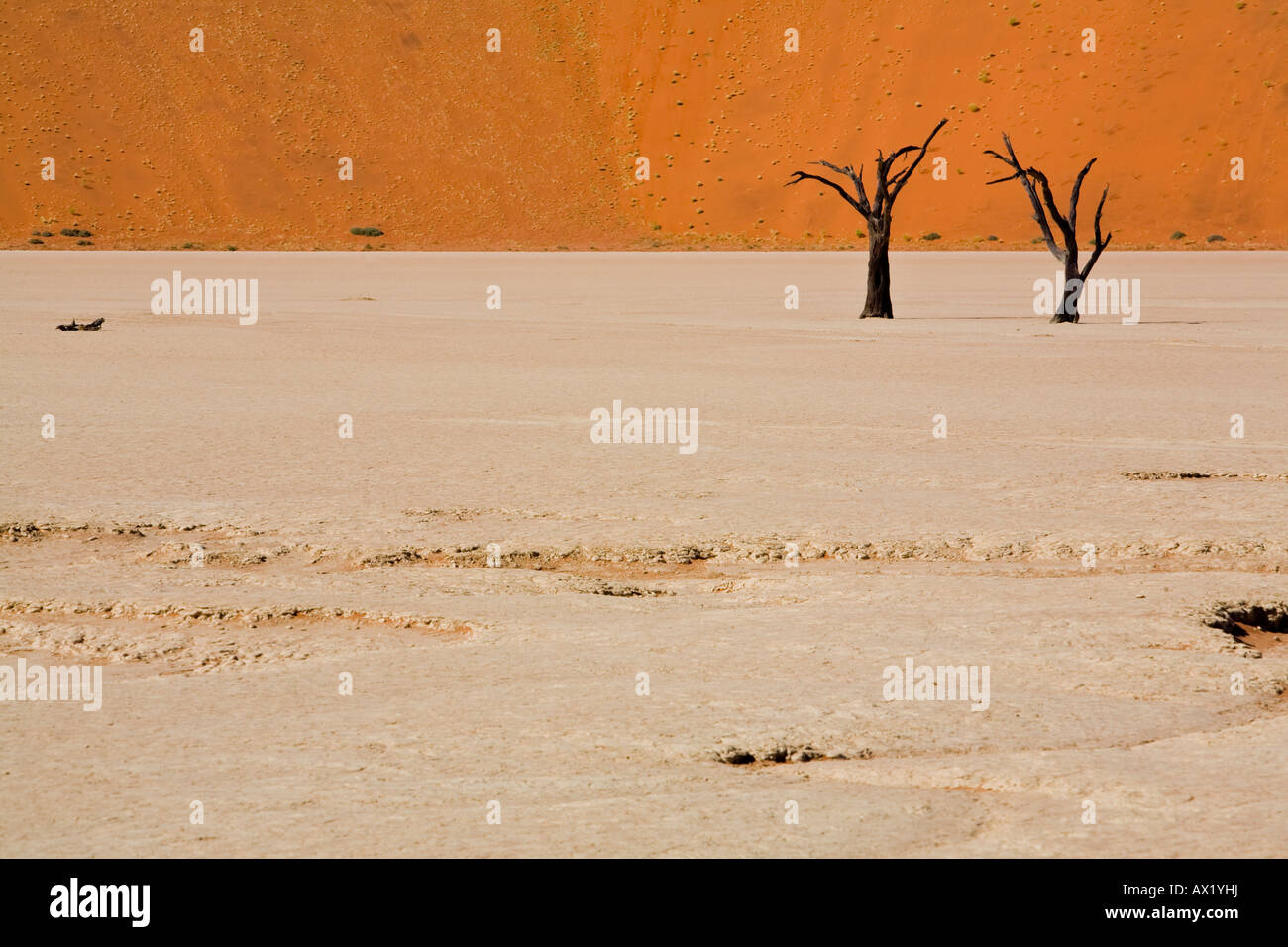 Dried out trees, Deadvlei, Namibia, Africa Stock Photo - Alamy