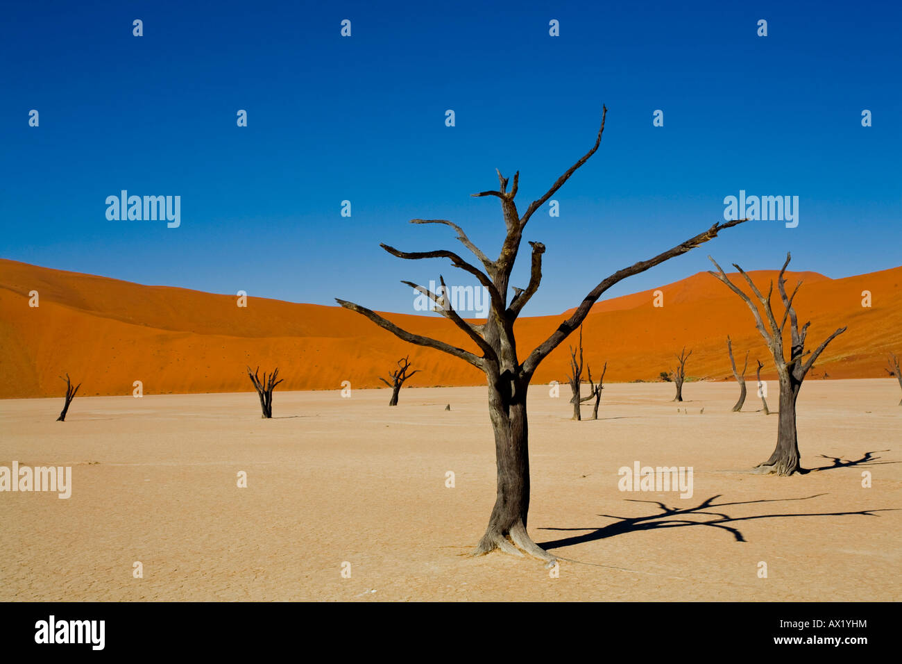 Dried out trees, Deadvlei, Namibia, Africa Stock Photo - Alamy