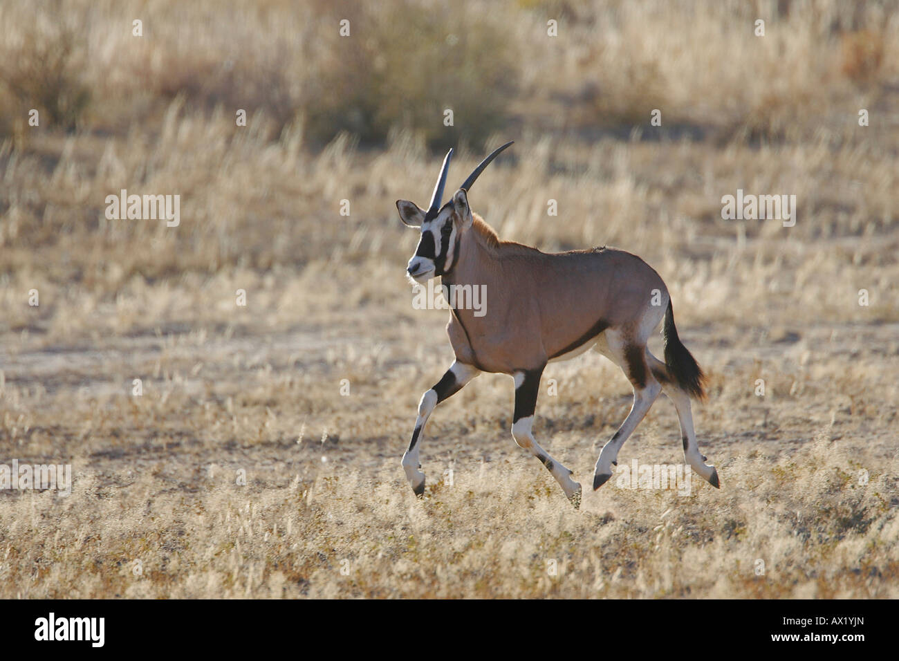 Running Oryx Antelope (Oryx), South Africa, Africa Stock Photo - Alamy