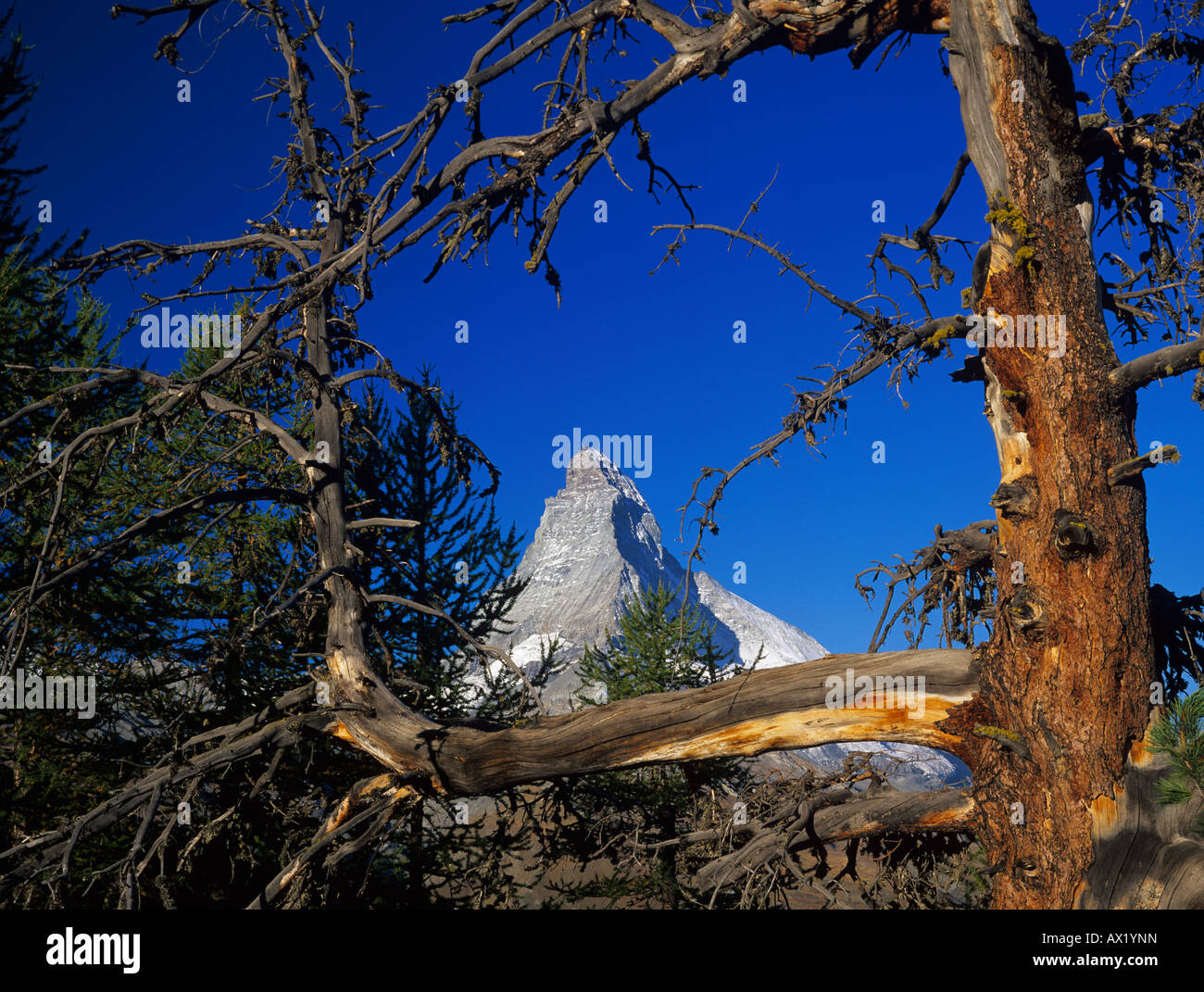 Matterhorn and larch tree Zermatt Swiss Alps Switzerland Stock Photo ...