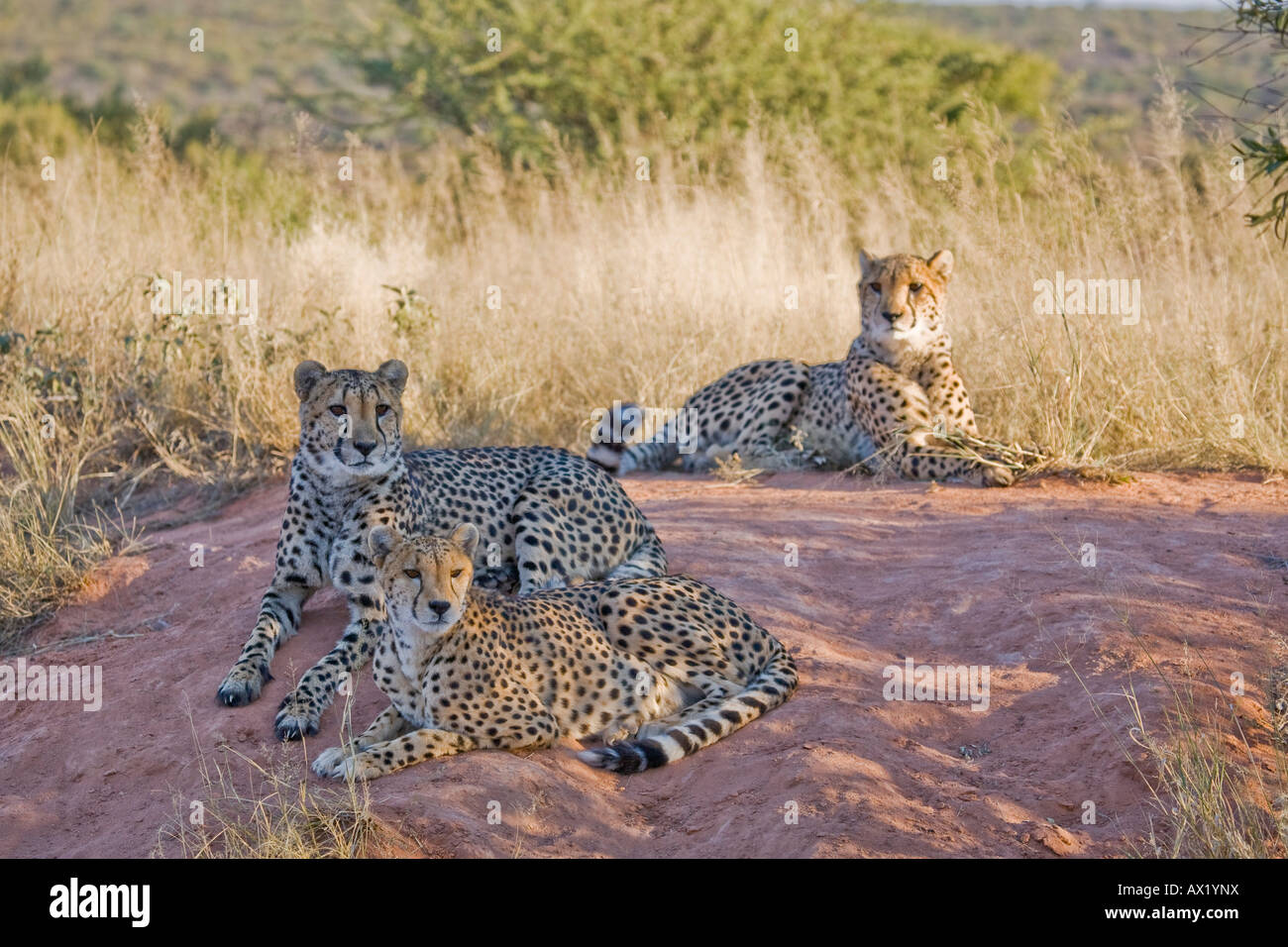 Three cheetahs hi-res stock photography and images - Alamy