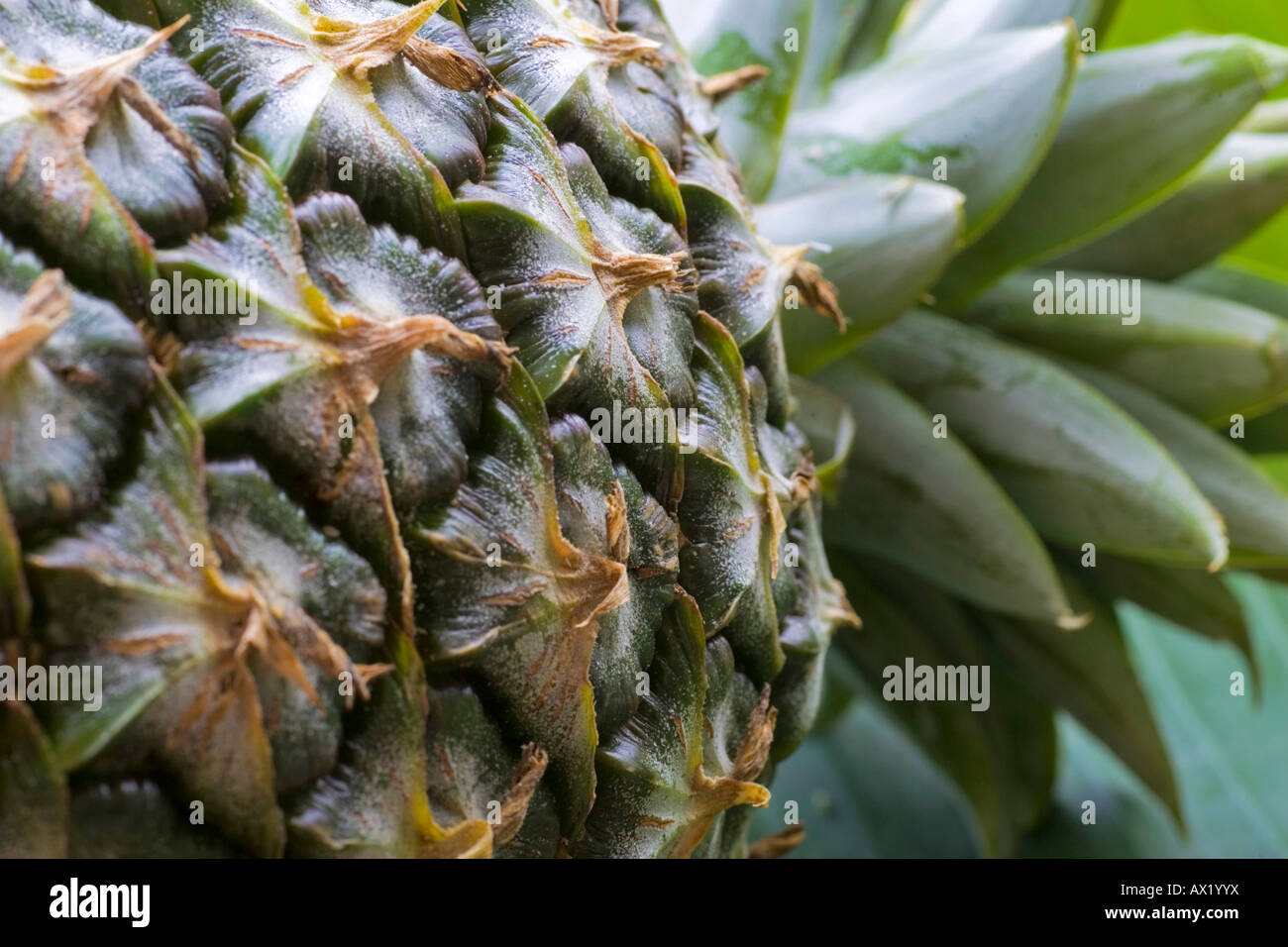 Pineapple (Ananas comosus Stock Photo - Alamy