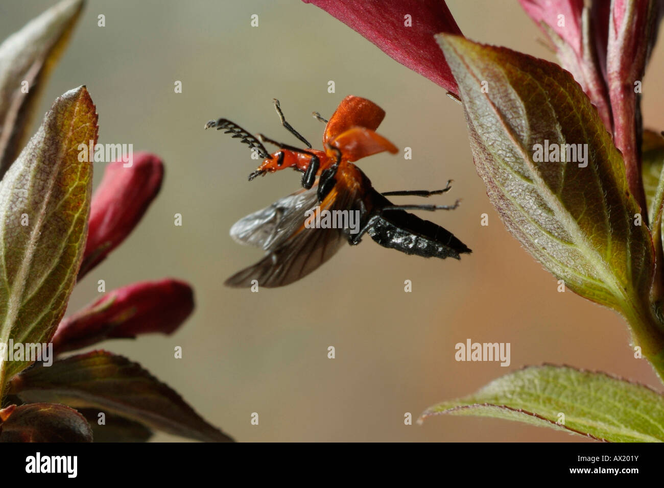Flying cardinal beetle hi-res stock photography and images - Alamy