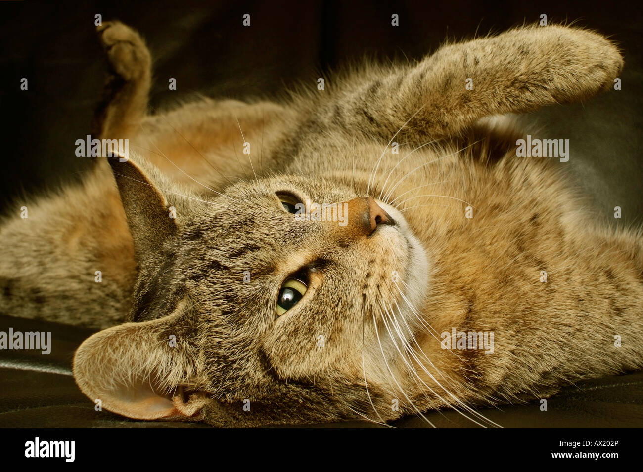 Entspannte katze hi-res stock photography and images - Alamy