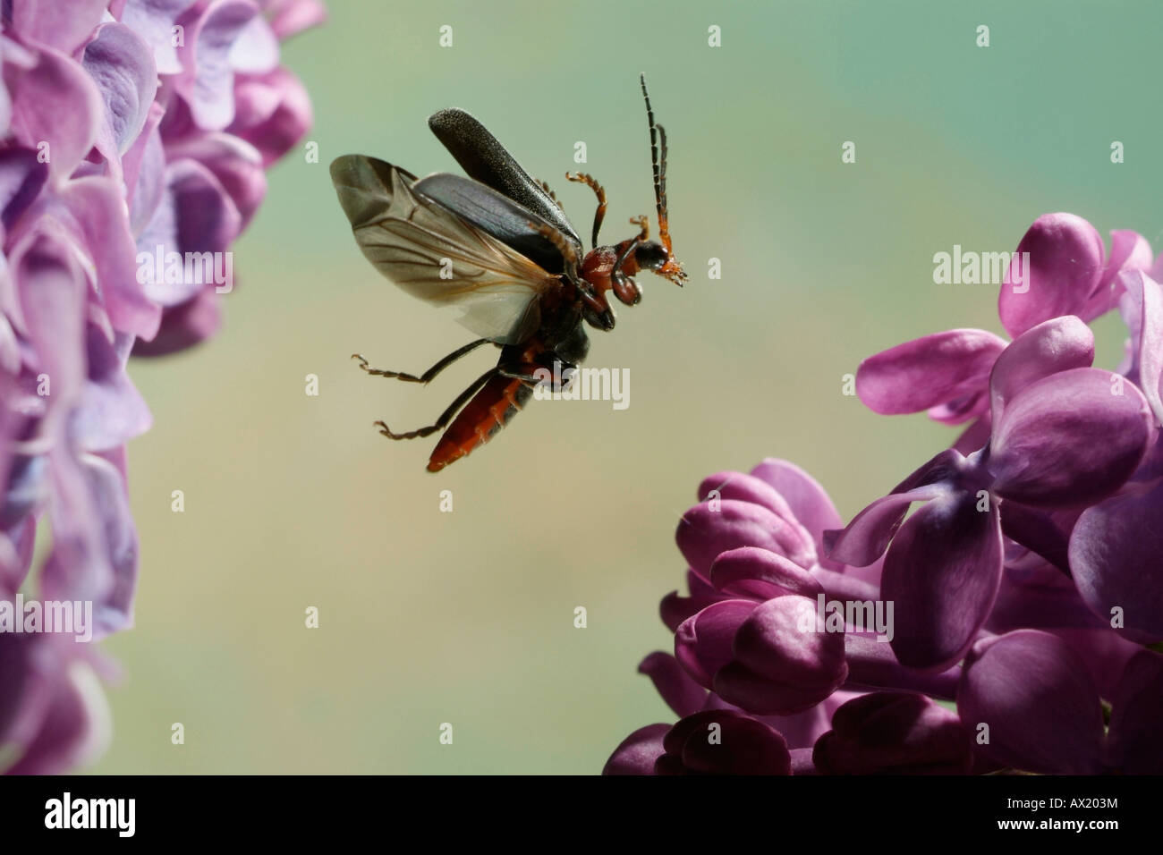 Soldier Beetle (Cantharis fusca Stock Photo - Alamy