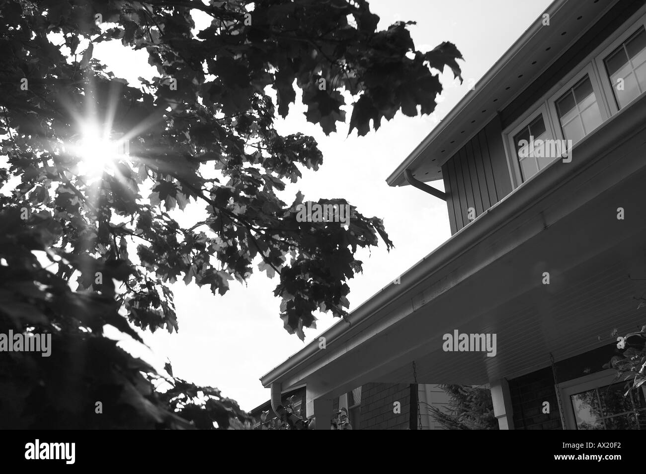 House and tree in the sun BE Stock Photo - Alamy
