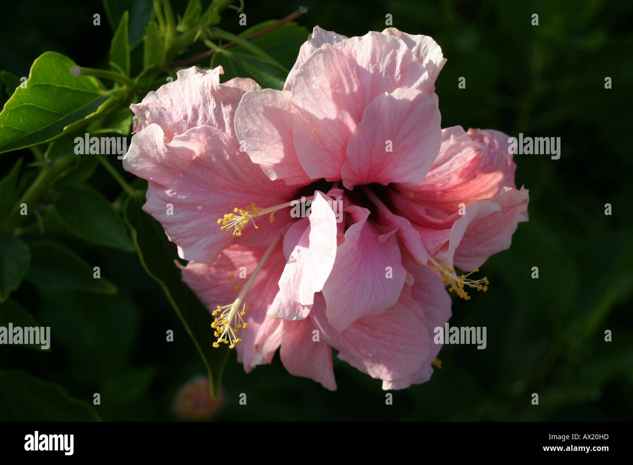 Hibiscus Rosa sinensis Stock Photo - Alamy