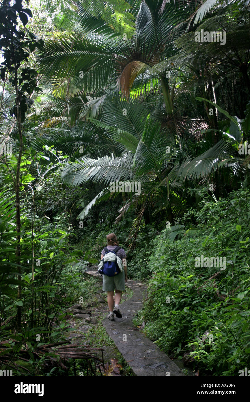 trail El Yunque rain forest puerto rico Stock Photo - Alamy