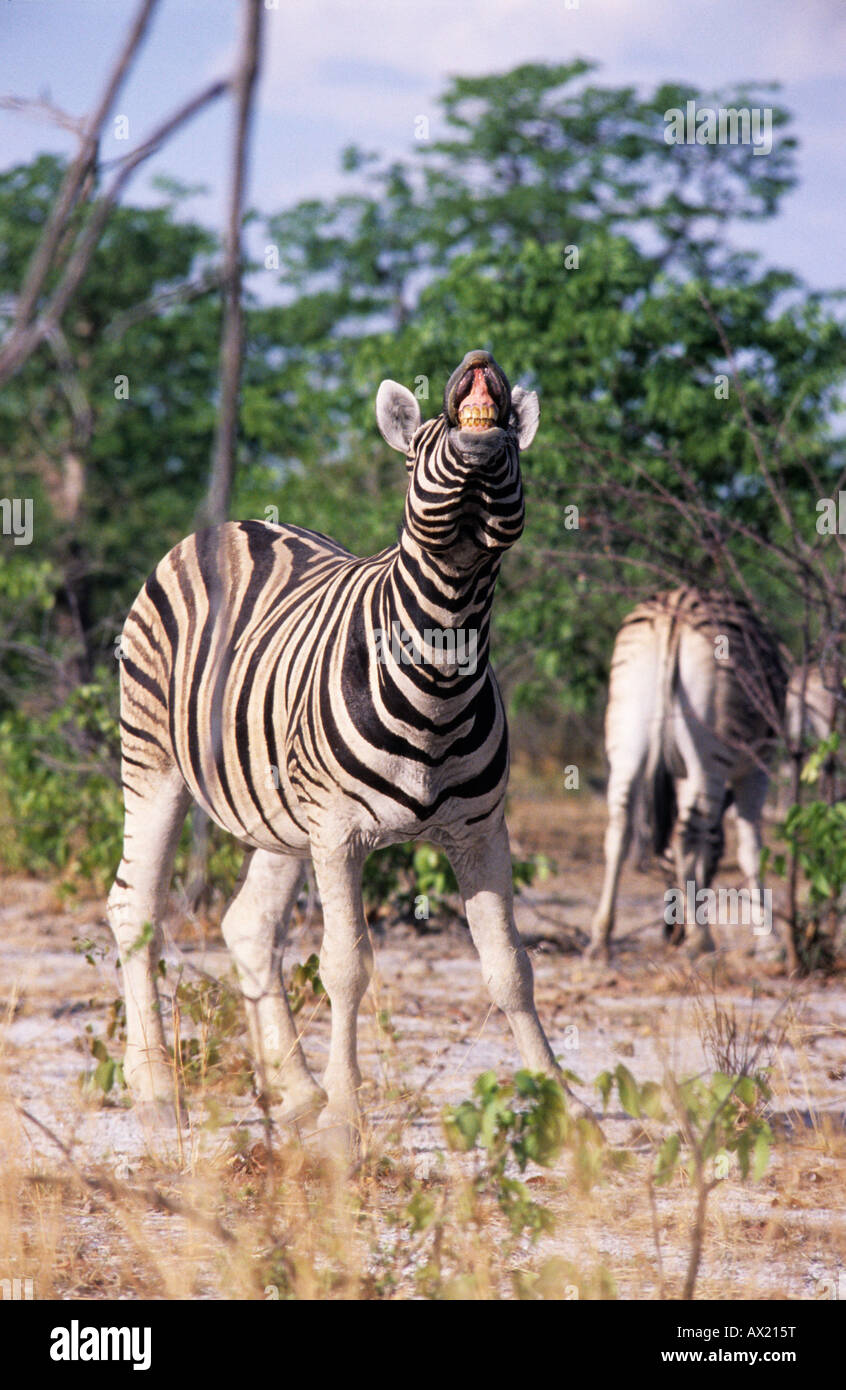 Zebras (Equidae), Namibia, Africa Stock Photo - Alamy