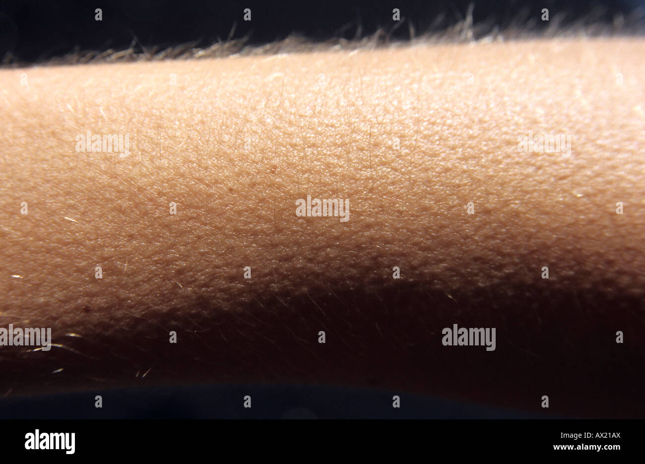 Goosebumps hi-res stock photography and images - Alamy