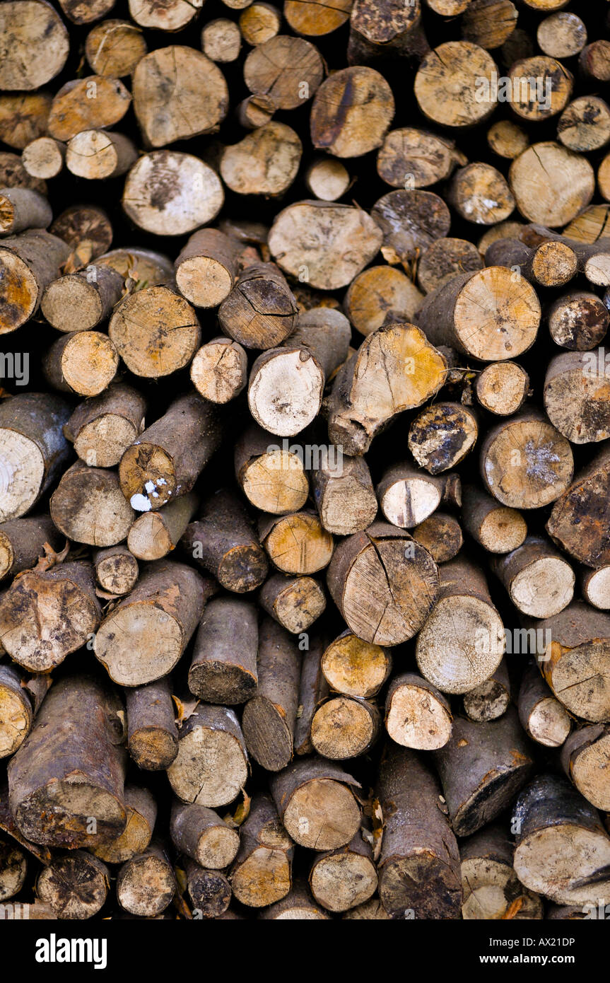 Beech hi-res stock photography and images - Alamy