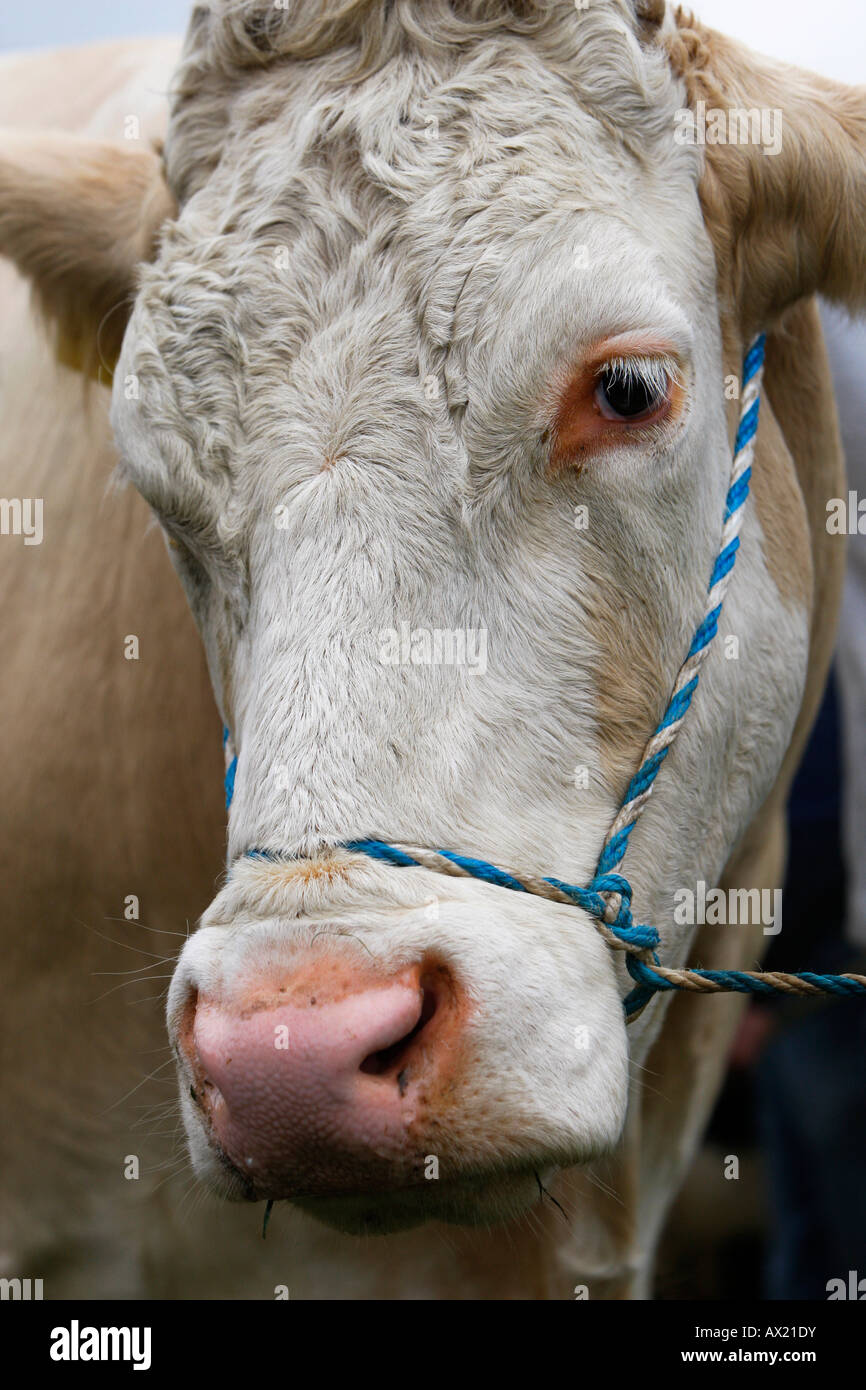 Kopf gesicht detail hi-res stock photography and images - Alamy