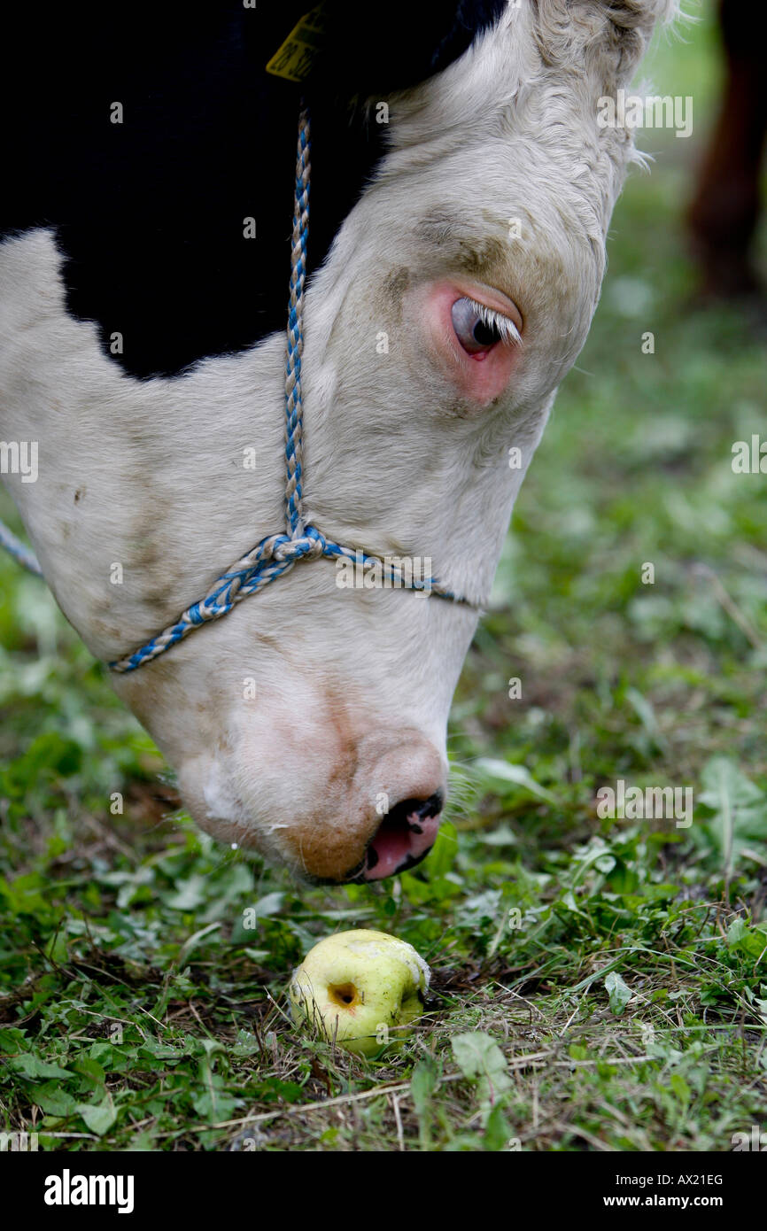 Detail of an ox Stock Photo - Alamy