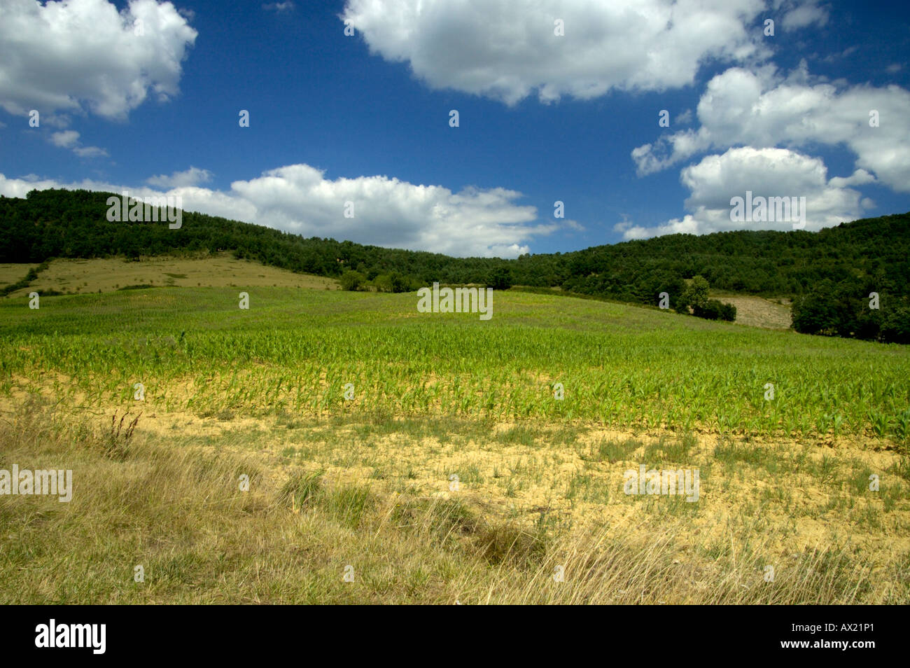 A typical scene of crops in the south of france of a wheat field Stock ...