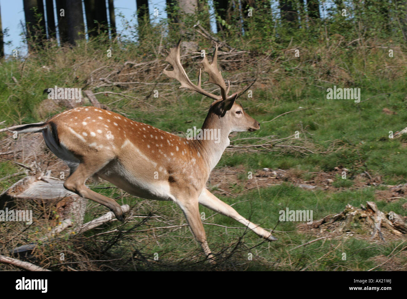 Fallow deer stag (dama dama) fleeing Stock Photo - Alamy