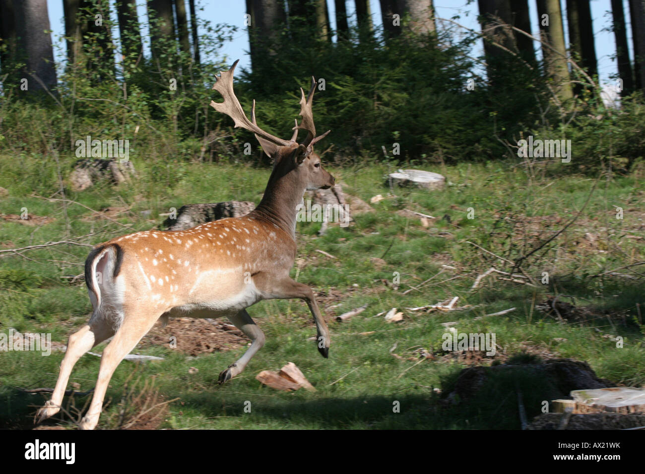 Fallow deer stag (dama dama) fleeing Stock Photo - Alamy