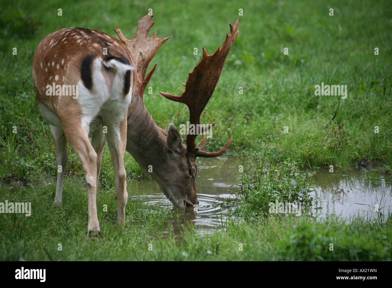 Fallow deer stag (dama dama) drinking from a puddle Stock Photo - Alamy