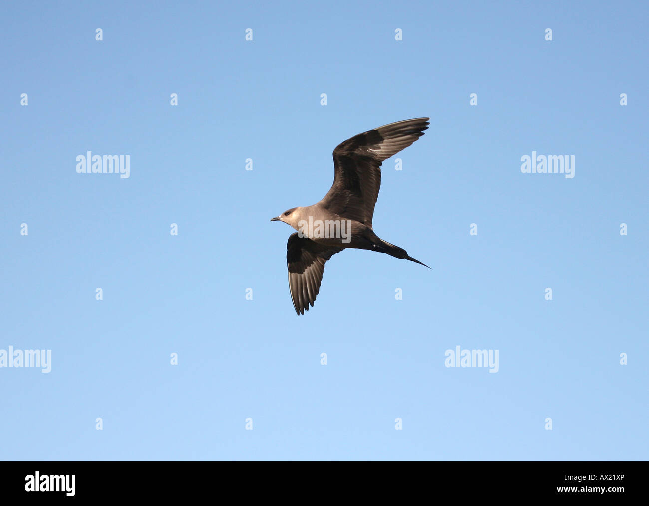 Flying Arctic Skua (Stercorarius parasiticus), north of Norway Stock ...