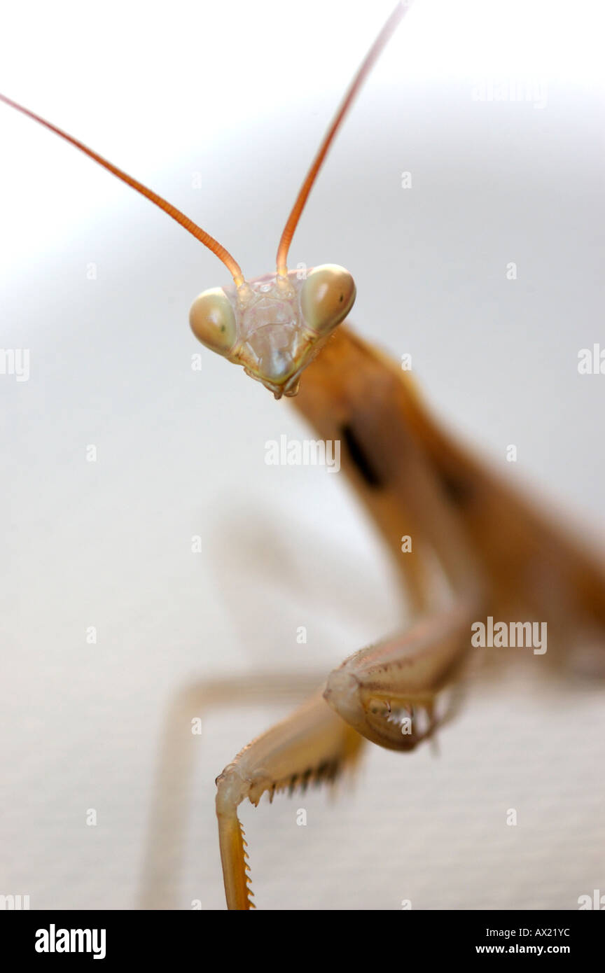 Scary looking insects hi-res stock photography and images - Alamy