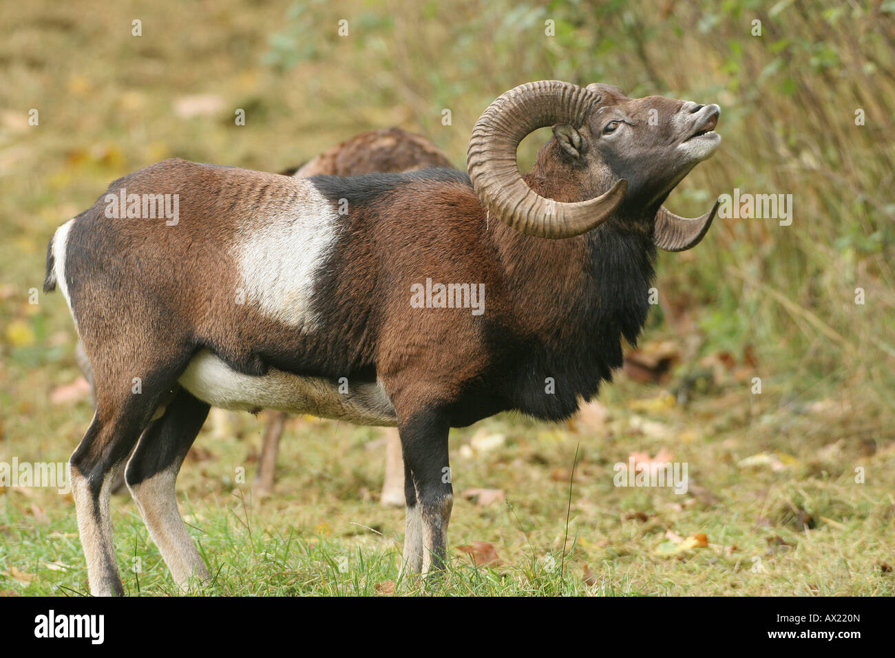 Mouflon ram (Ovis ammon musimon), flehmen response during rut Stock ...
