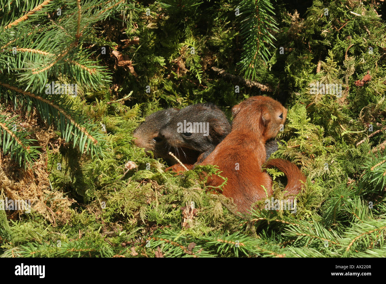 Sciurus vulgaris nest hi-res stock photography and images - Alamy