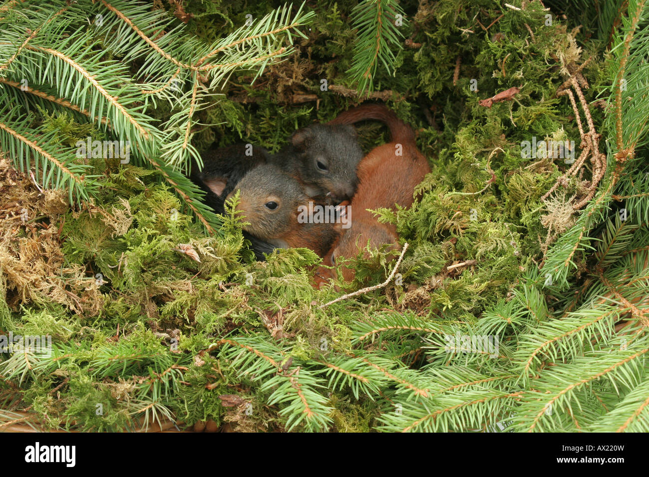 Drey squirrel High Resolution Stock Photography and Images - Alamy