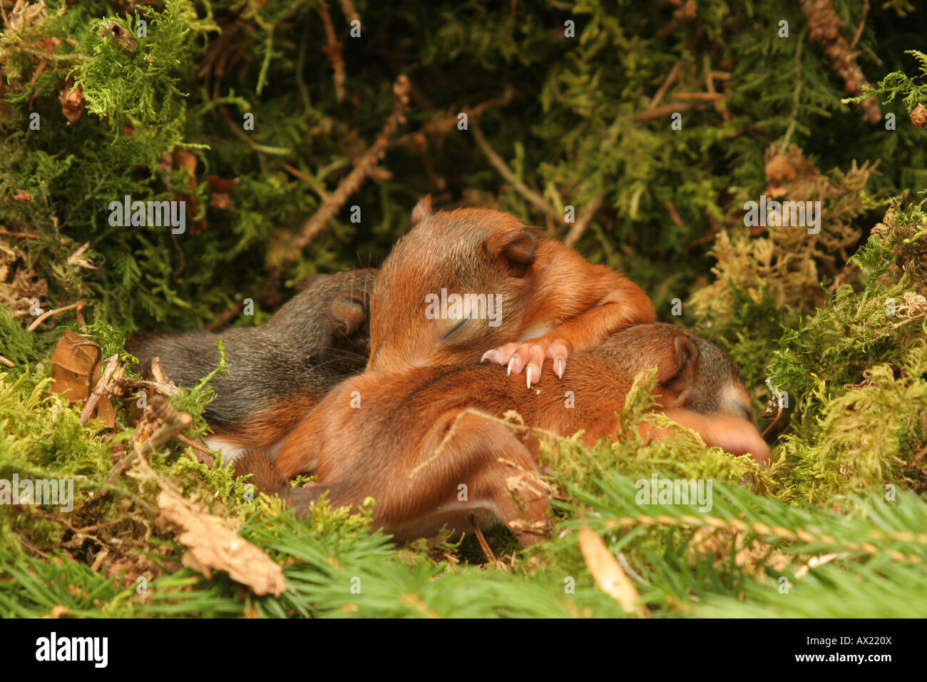 Drey squirrel hi-res stock photography and images - Alamy