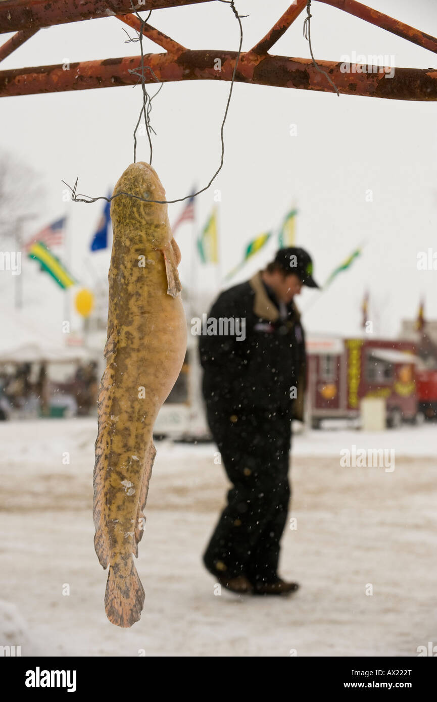 Eelpout fish hi-res stock photography and images - Alamy